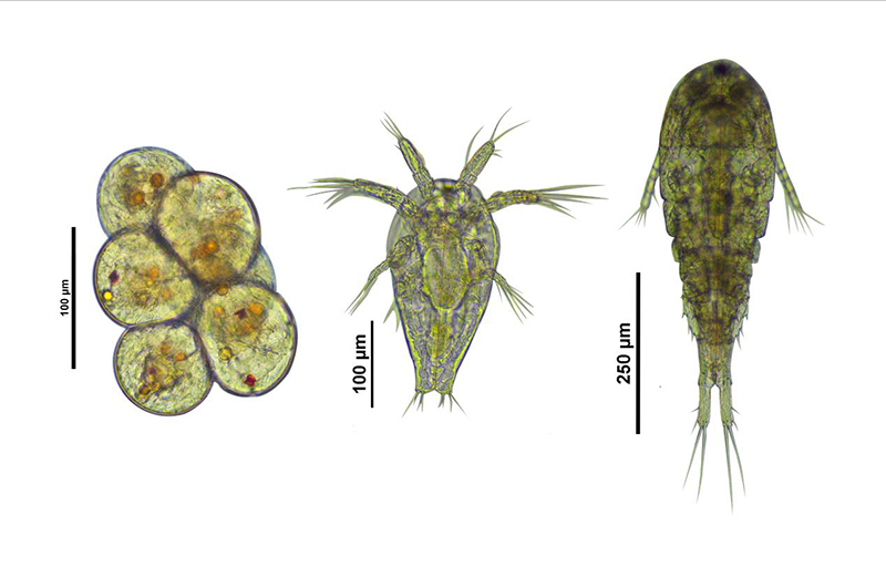 CRUSTACEAN CULTURE DIVISION – Central Institute of Brackishwater ...