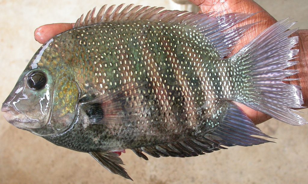 FINFISH CULTURE DIVISION – Central Institute of Brackishwater Aquaculture